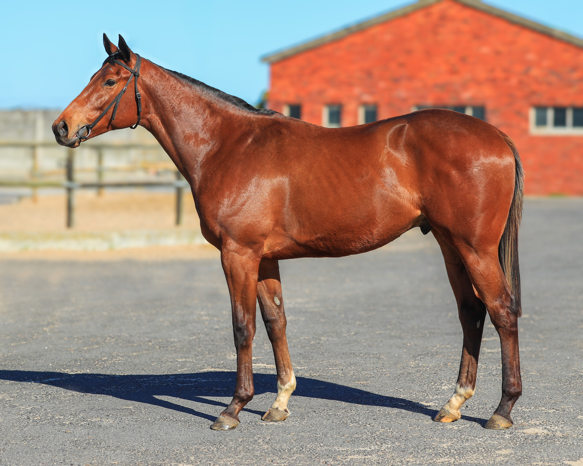 Horses – Wolf Power Syndicate